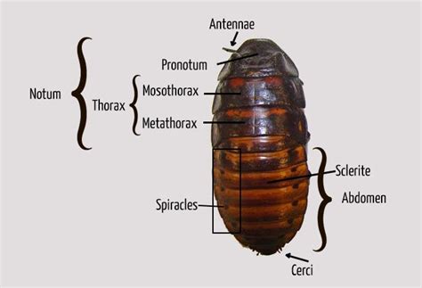 Anatomy Of Madagascar Hissing Cockroaches Medium