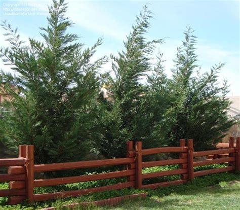 21 Best Leyland Cypress Images On Pinterest Leland Cypress Trees