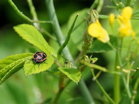 Eurydema Rugosa A Shild Bug Species Eurydema Rugosa Flickr