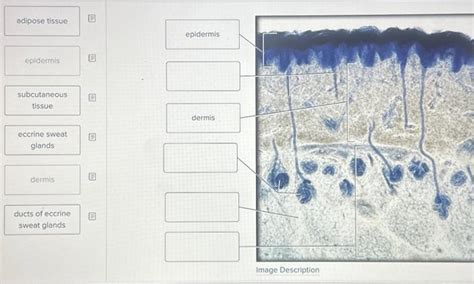 Solved Label The Structures Of Eccrine Type Sweat Glands