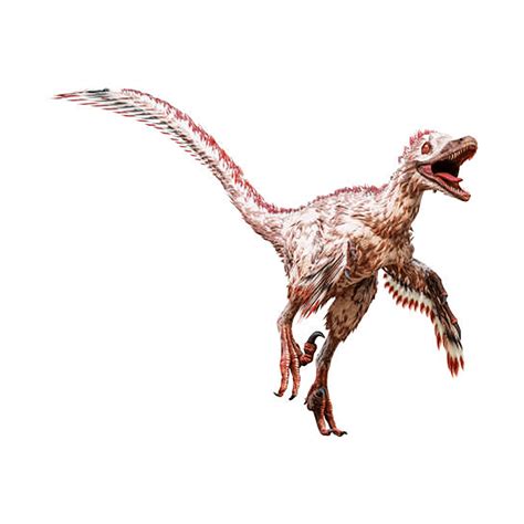 肉食恐竜 特徴 恐竜博物館web