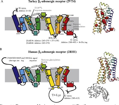 Figure 6 1 From Structure Of β Adrenergic Receptors Semantic Scholar