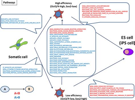 Pathway Analysis Of Microarray Data Microarray Data Of Mefs At 2 Days Download Scientific