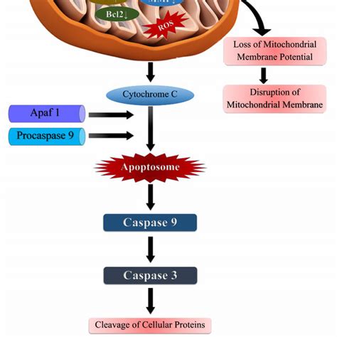 Angiogenesis Activation Through Reactive Oxygen Species Ros Via