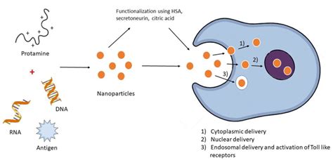 The Structure Of Protamine Carrier Reproduced With Permission ¹¹