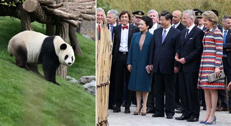 第一报道 习主席很关心我们！海外大熊猫寄回思乡明信片四川在线