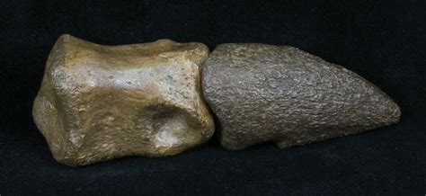 Thescelosaurus Claw And Toe Bone Montana 31060 For Sale