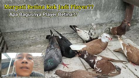 Merpati Betina Jadi Player Apa Bagusnya YouTube