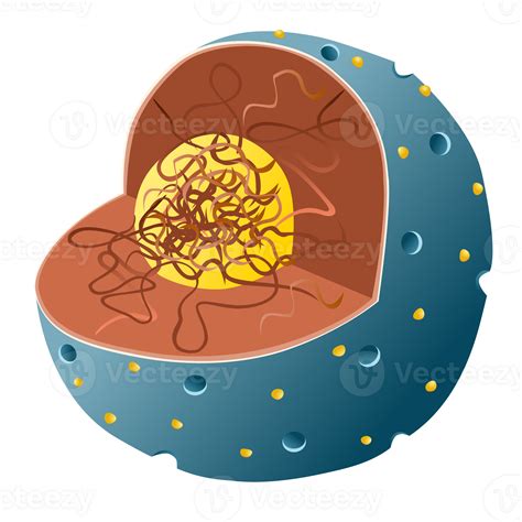 Structure Of Nucleus In The Cell 59286405 Png