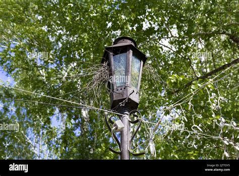 Bird Nest In An Old Street Lantern Against The Background Of Green