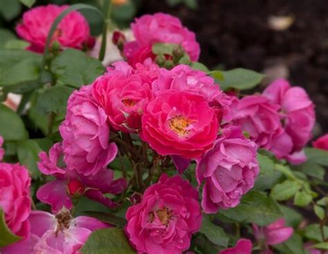 Роза Бордюр Маджента. (Bordure Magenta) Флорибунда купить в интернет ...