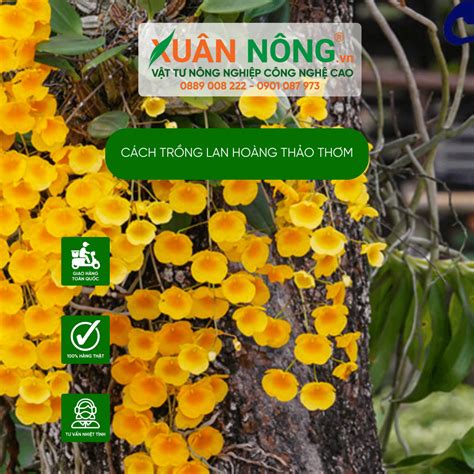 Cách Trồng Lan Hoàng Thảo Thơm Năng Suất Cao