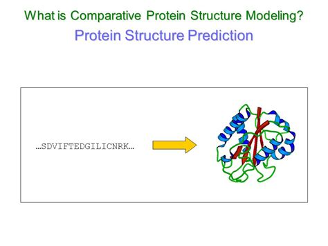 Comparative Protein Structure Modeling Lecture Ppt Video Online Download