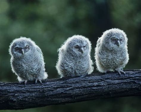Owl Legs Anatomy Adaptive Advantages Faqs Birdfact