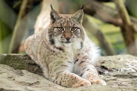 Lynx UK Trust Still Hopeful For Future Of Wild Lynx In Britain After