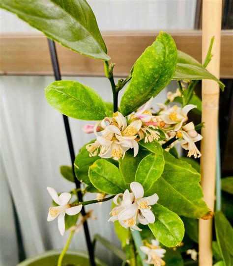 レモンの花が咲いてから実がなるまで 〜 No4〜 ｜はじめて檸檬｜🍀greensnap（グリーンスナップ）