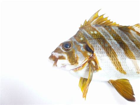 タカノハダイ 20070720 Web魚図鑑
