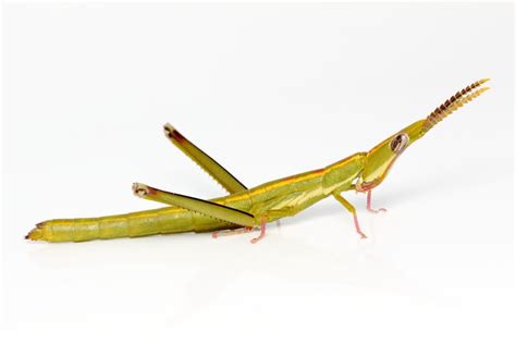 This Australian Grasshopper Gave Up Sex 250 000 Years Ago And Its