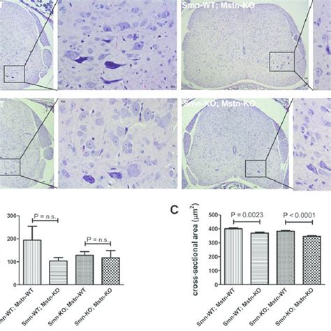 Survival And Weight Gain Of SmnMstn Double Knockout Mice A For The Download Scientific
