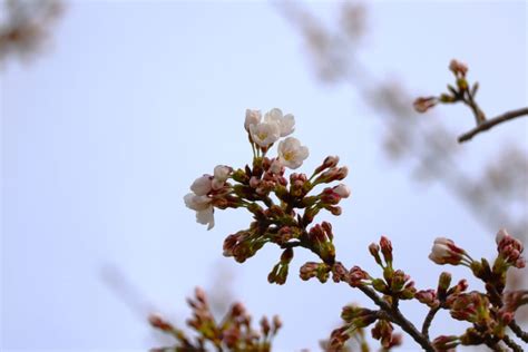 【観測史上最速】新潟市中央区の桜が開花、平年より12日早く 新潟県内のニュース｜にいがた経済新聞