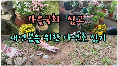 내년봄을 위한 다년생 심기가을국화 땅에 심고 가을분갈이 하기 Youtube