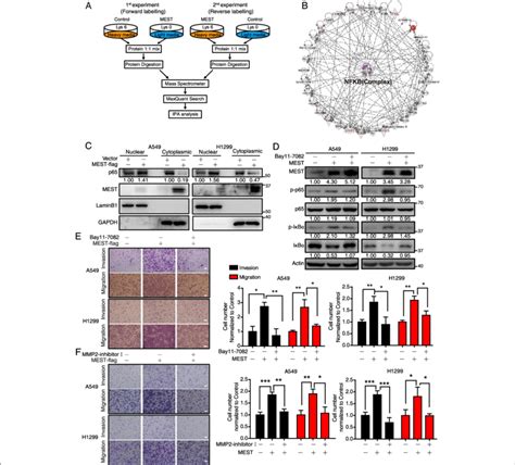 Silac Quantitative Proteomics Characterizes Mest Regulated Nf κb