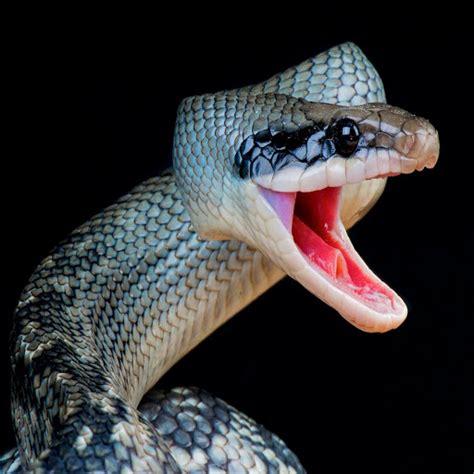 Snakes Youtube Music
