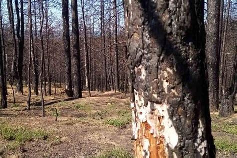 Изгаснат пожарот на Средна планина кај Делчево