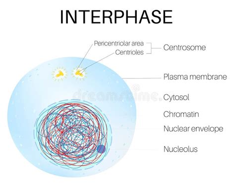 The Cell Cycle Stock Vector Illustration Of Replication 25707829