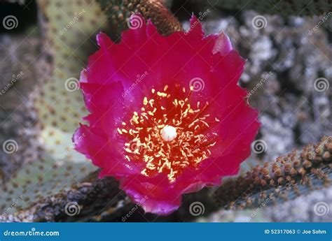 Кактус Beavertail в цветени пустыне Anza Borrego Ca Стоковое