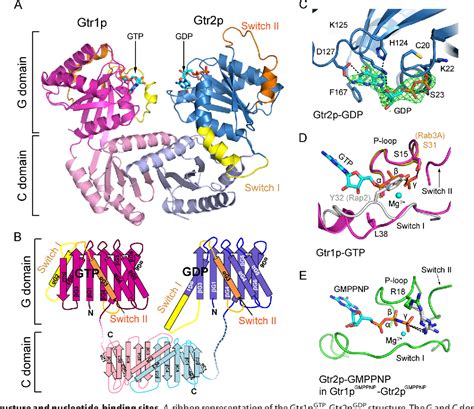 Figure 1 From Crystal Structure Of The Gtr1pgtp Gtr2pgdp Protein