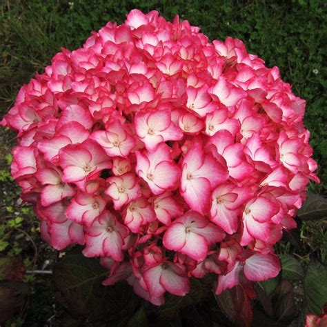 Hydrangea Macrophylla Sabrina Payless Plants