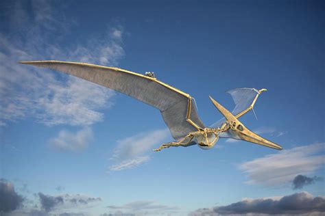 Pteranodon Skeleton Photograph By Roger Harris Science Photo Library