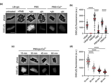 Divalent Cations Carbon Source And Rapid Imaging Are Critical For