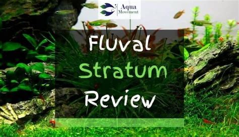 Freshwater Shrimp Tank Setup Shrimply The Best Aqua Movement
