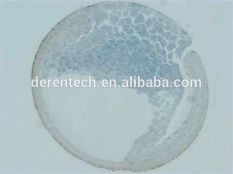 Embryo Slides Frog Embryo Slides Embryology Slides Embryo Teaching