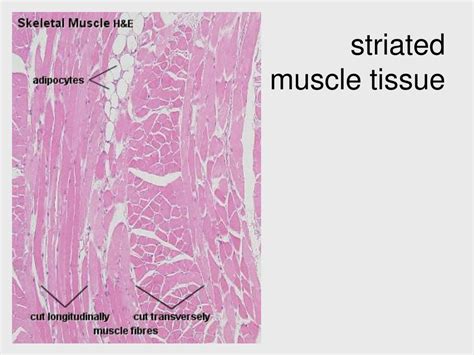 Ppt Muscles Powerpoint Presentation Free Download Id1348646