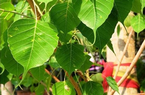 हिंदू धर्म में पीपल के पेड़ को क्यों माना गया है महत्वपूर्ण और पूजनीय