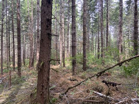 Much To Measure When Counting Trees Starker Forests Inc