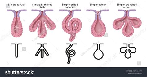 Structural Classification Glands Simple Glands Stock Illustration