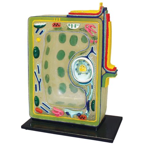 Plant Cell Model Staco Carolina Biological Supply