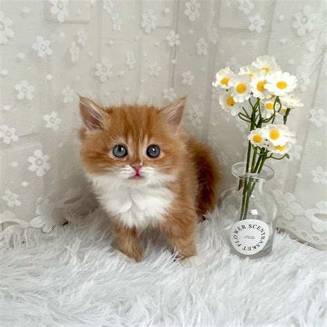 브리티시롱헤어분양 브리티쉬롱헤어분양 브리티쉬분양 브리티시분양 고양이분양 고양이책임분양 고양이무료분양 브리티시숏헤어분양 브리티쉬숏헤어분양 노르웨이숲분양 아메리칸숏헤어분양 페르