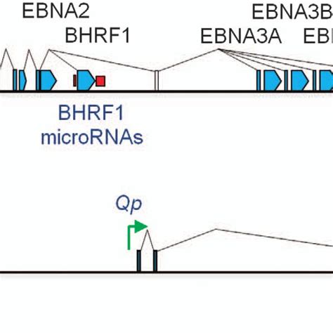 Examples Of Patterns Of Ebv Gene Expression Schematic Showing The