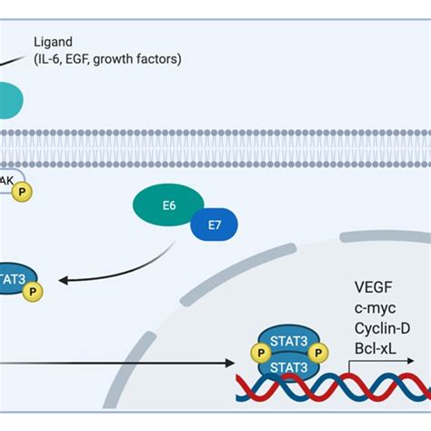 Signaling Pathways Impinged By Hpv A Hpv E6 Mediated Degradation Of
