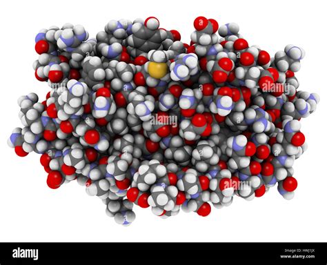 Interleukin 6 Il 6 Cytokine And Myokine Protein Anti Il 6 Antibodies