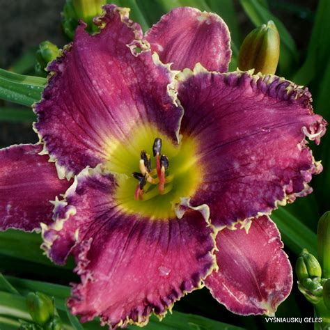 Sawtooth Predator Daylily Phloxeu Sawtooth Predator Daylily Phloxeu
