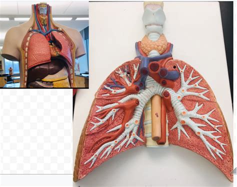 Nurs Respiratory Label Review Exam And A P Lab Quiz Part Of Diagram Quizlet
