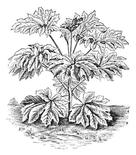 Eggseed
