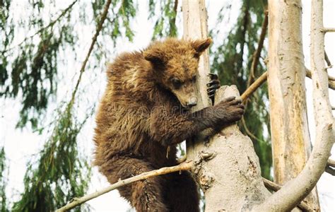 Bear Cub In Tree Stock Image Image Of Bear Nature 163427061