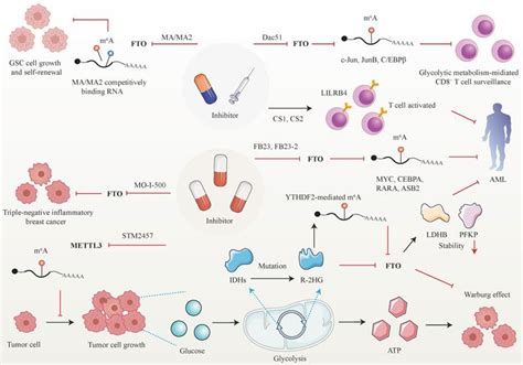 Novel Insights Into M6a Modification Of Coding And Non Coding Rnas In